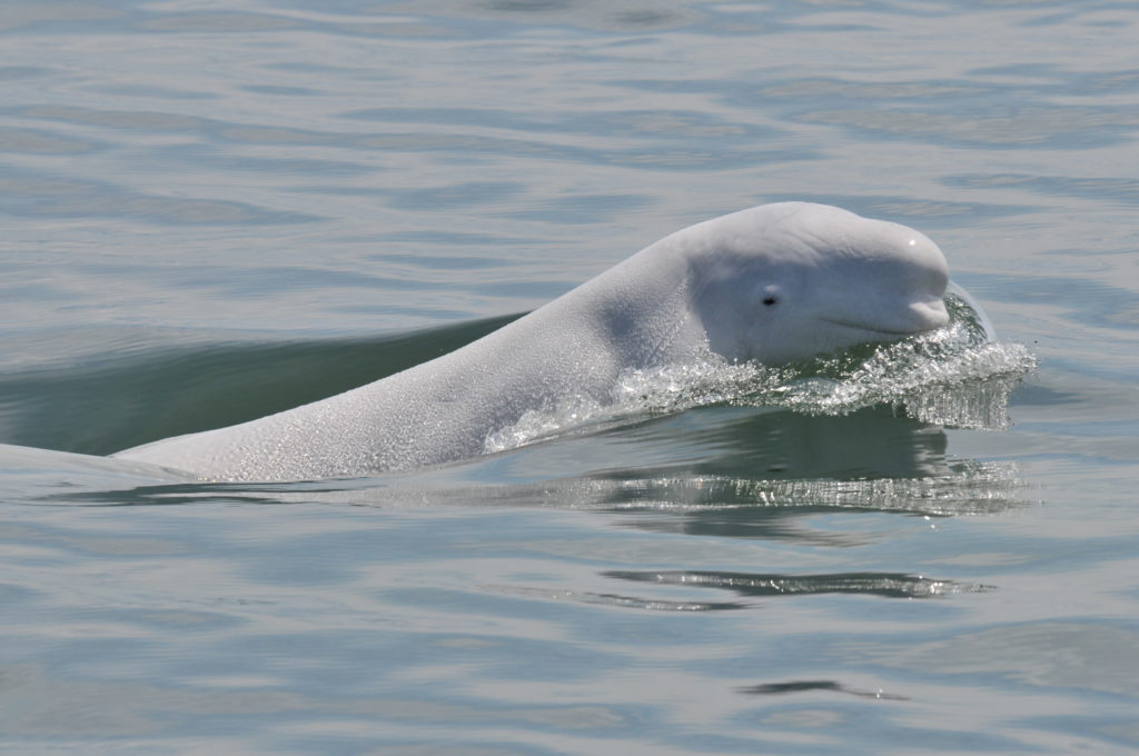 Voice Your Opinion of the “Impact of Noise on the Beluga Whale at Risk ...