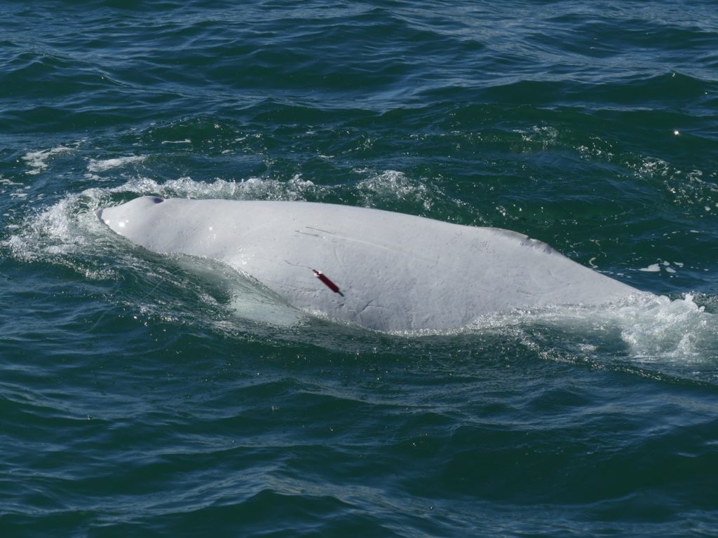 Contaminated belugas : Major project launched to understand ...
