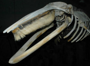 Comment sont apparus les fanons? - Baleines en direct