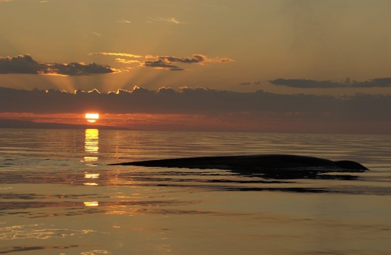 What Do Whales Do at Night? - Baleines en direct