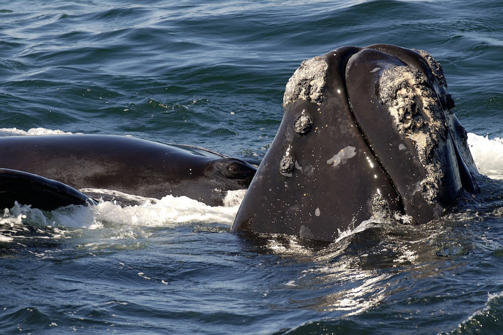 Baleine franche ou baleine noire? - Baleines en direct