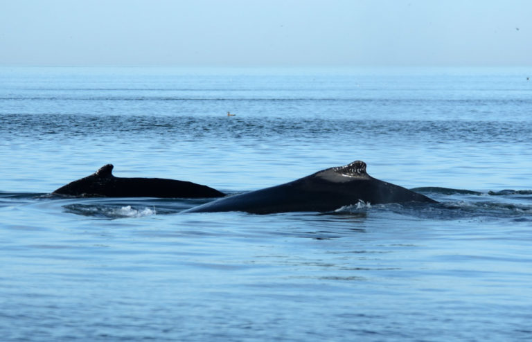 Humpbacks Aplenty and Blue Whale Tails! - Baleines en direct