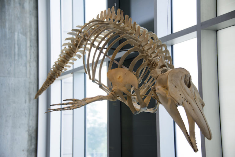 Beluga Skeleton at Collège Lionel-Groulx - Baleines en direct