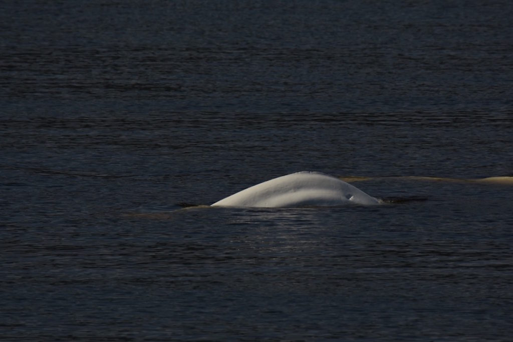 Well-known beluga dies - Baleines en direct