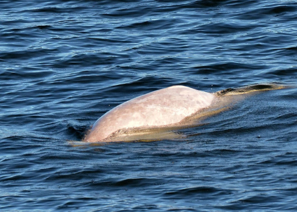 Beluga Belatedly Heads Back to Rejoin its Pod! - Baleines en direct