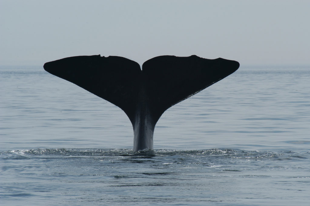 Un cachalot en vue! - Baleines en direct