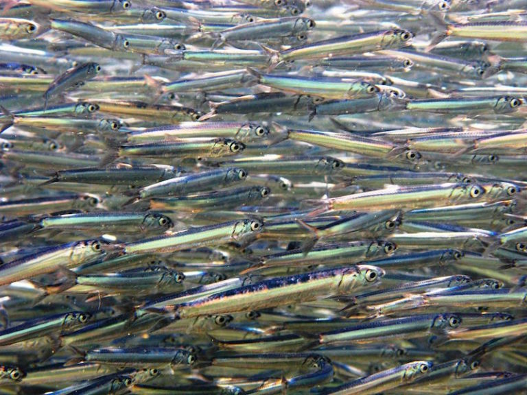 Silvery Capelin Sought by Hungry Giants - Baleines en direct