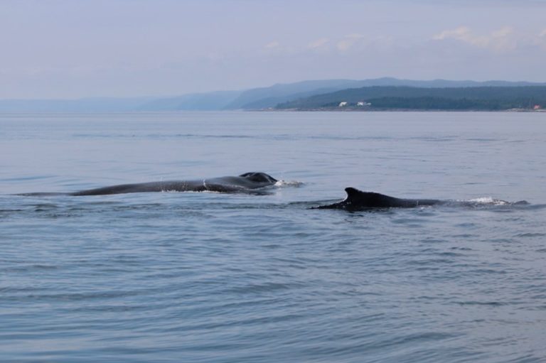 Thirteen Humpback Whales and Their Little Ones - Baleines en direct
