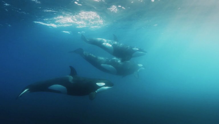 Do different killer whale ecotypes communicate in the same way ...