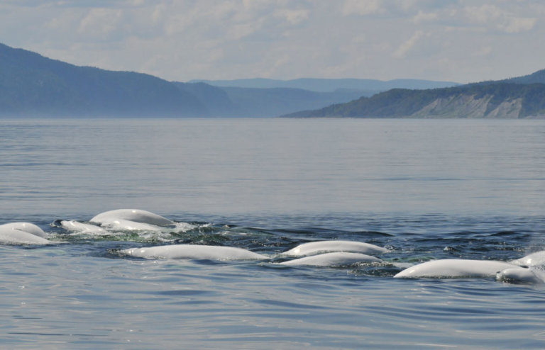 Concert of Sea Canaries - Baleines en direct