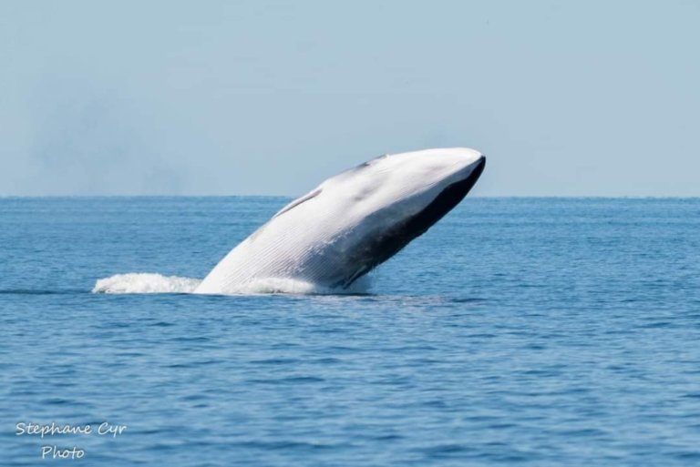 Un saut de rorqual commun et des moments de grâce - Baleines en direct