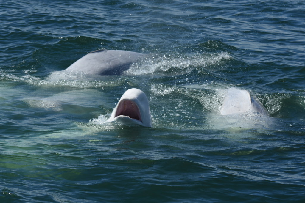 What do St. Lawrence belugas eat? - Baleines en direct