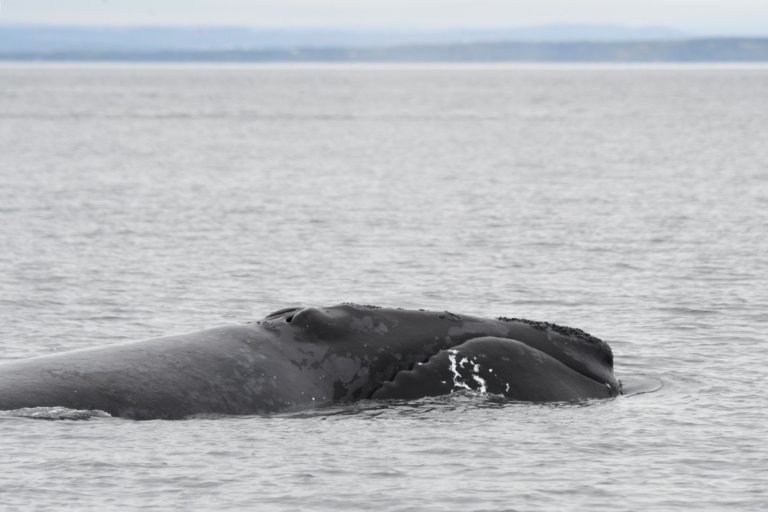 North Atlantic Right Whale Protection Measures Maintained - Baleines en ...
