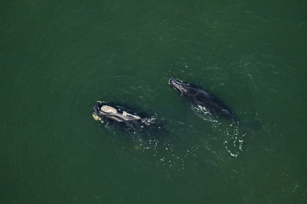 What’s happening with North Atlantic right whales in 2021? - Baleines ...
