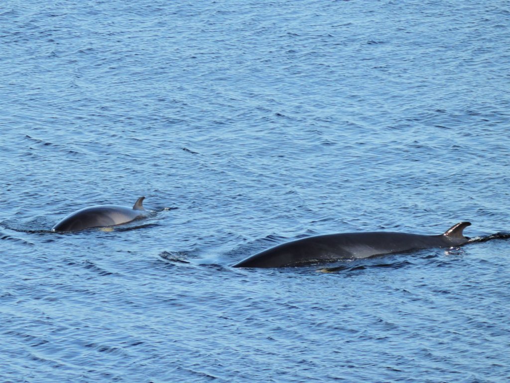 Minke Whale Calf - Baleines en direct Minke Whale Calf - Baleines en direct