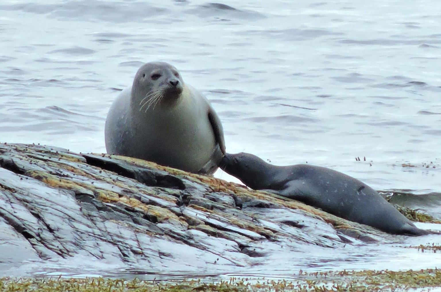 Bébés phoques et béluga solitaire - Baleines en direct