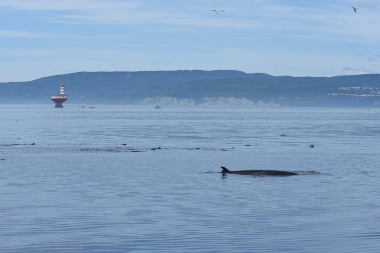 Trap-Feeding: a New Creative Feeding Method - Baleines en direct