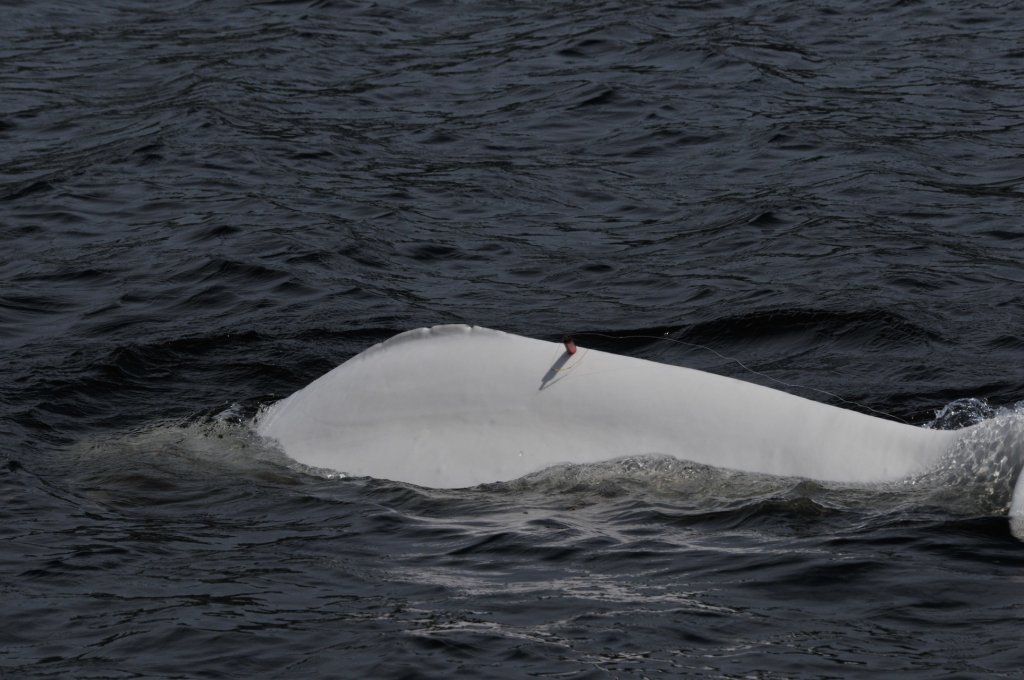 Avec les bélugas… La collecte de biopsies - Baleines en direct