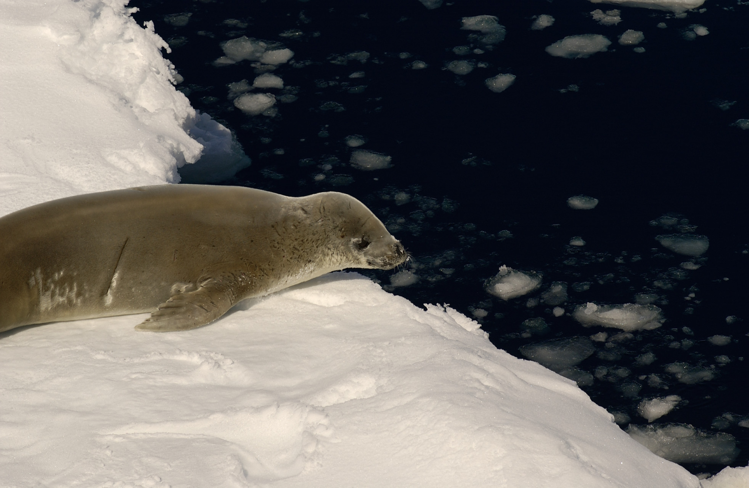 The Nepisiguit River beluga... off Prince Edward Island - Baleines en ...