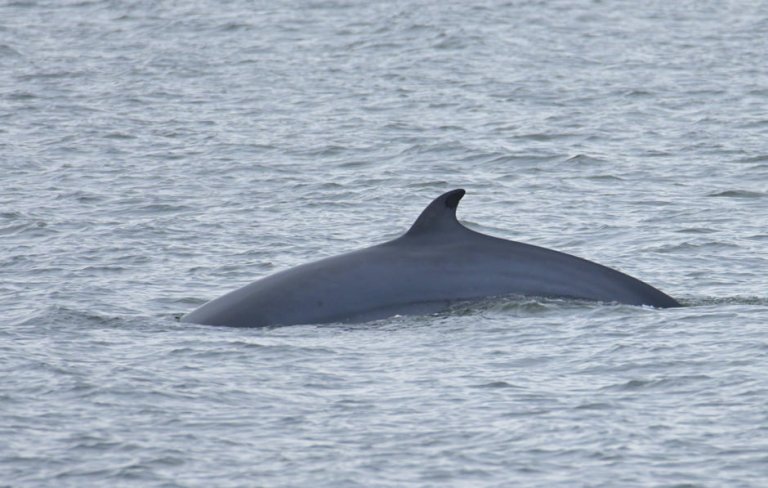 Le retour des petits rorquals - Baleines en direct