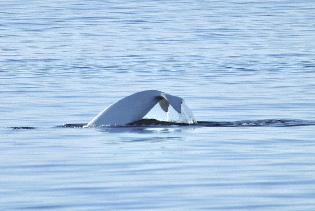 White Tails and Brown Calves - Baleines en direct