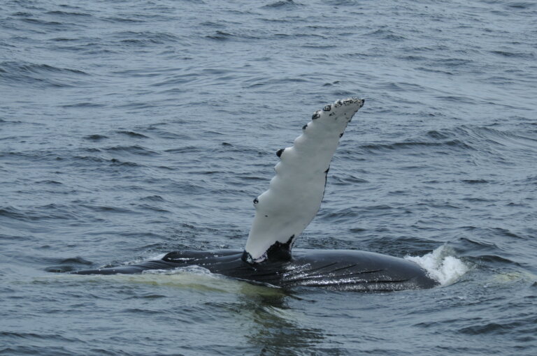Why are whales important? Why should we protect them? - Baleines en direct
