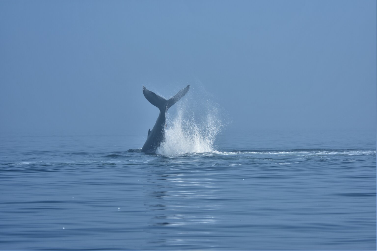 Les prémices du départ des rorquals à bosse - Baleines en direct