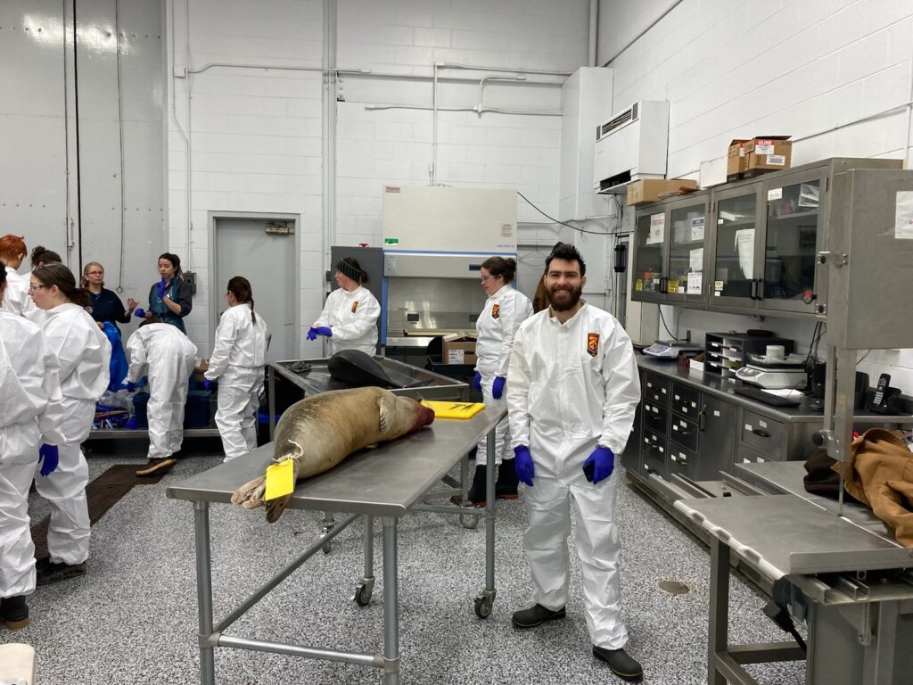 Le petit guide de la nécropsie partielle - Baleines en direct