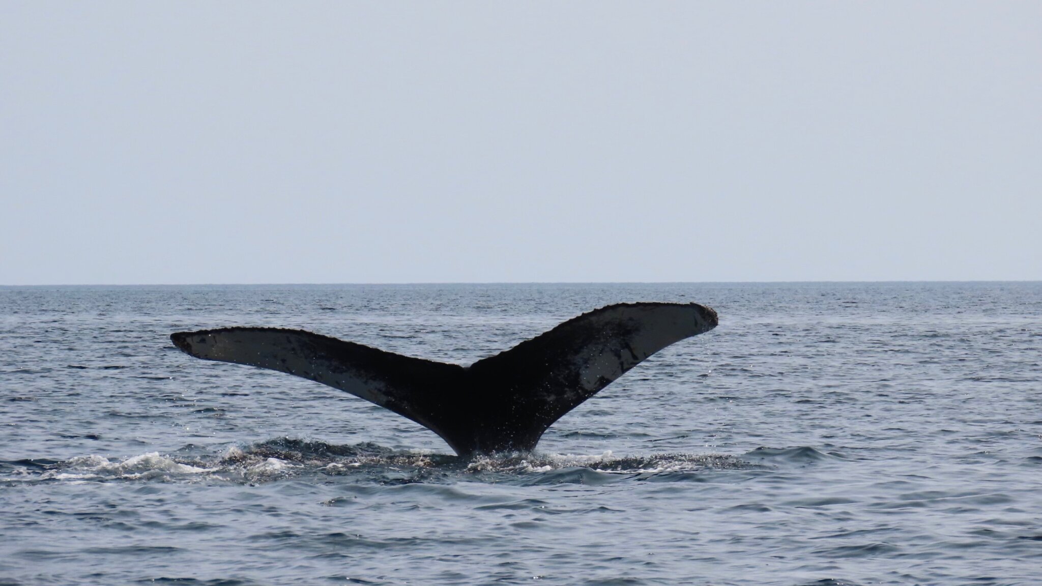 Un souffle de rorqual bleu - Baleines en direct