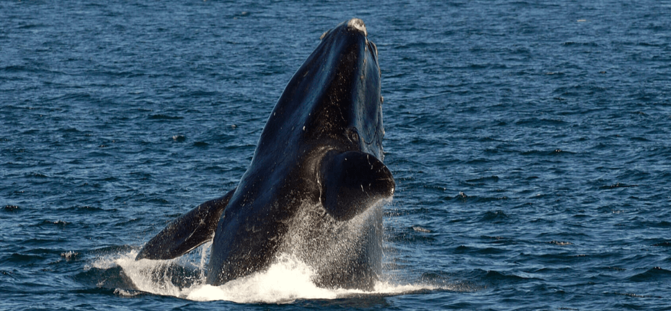 Home - Baleines en direct