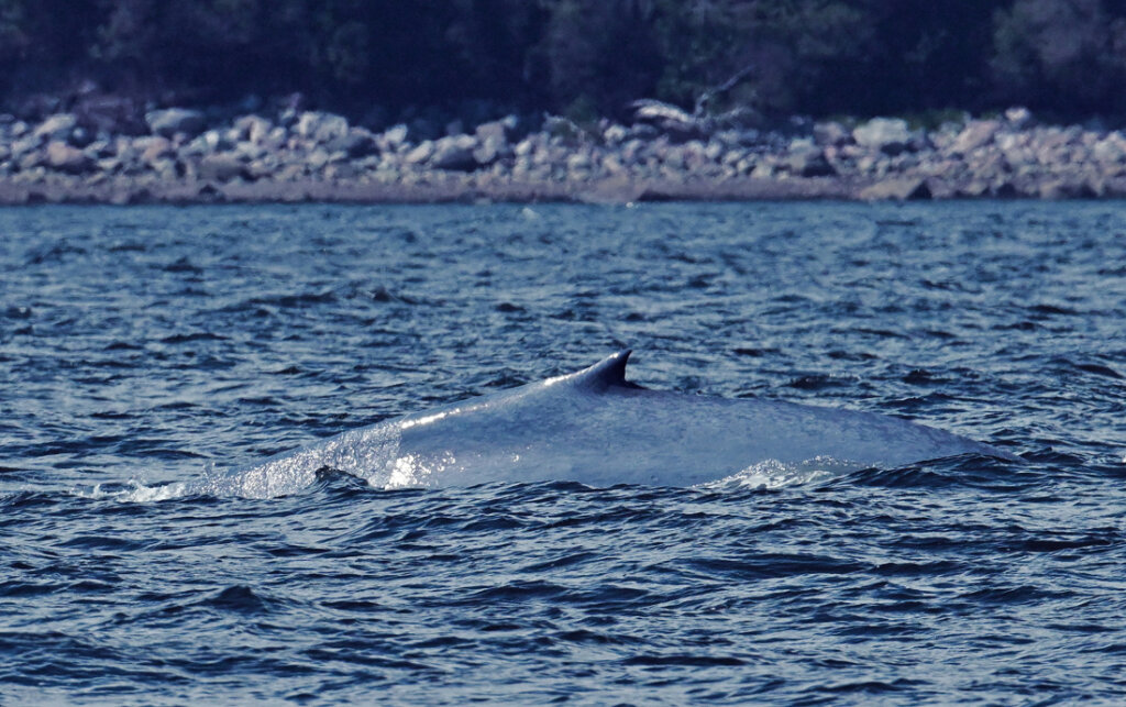 Un rorqual bleu dans le Saguenay et Tic Tac Toe en Gaspésie! - Baleines ...