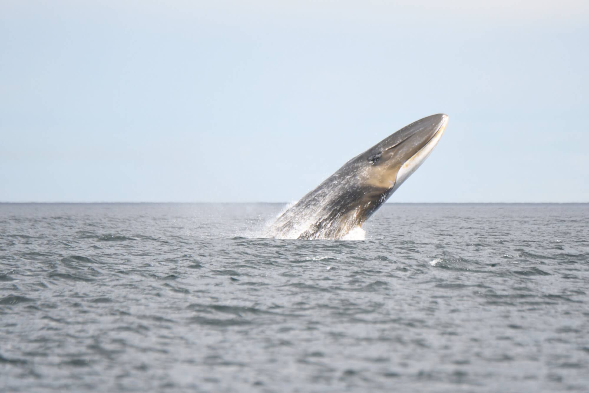 Le breach du rorqual commun : rare et énigmatique - Baleines en direct