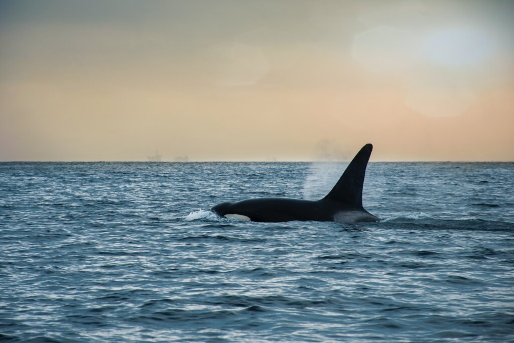 Killer Whales: Male Offspring at the Expense of Maternal Reproductive ...