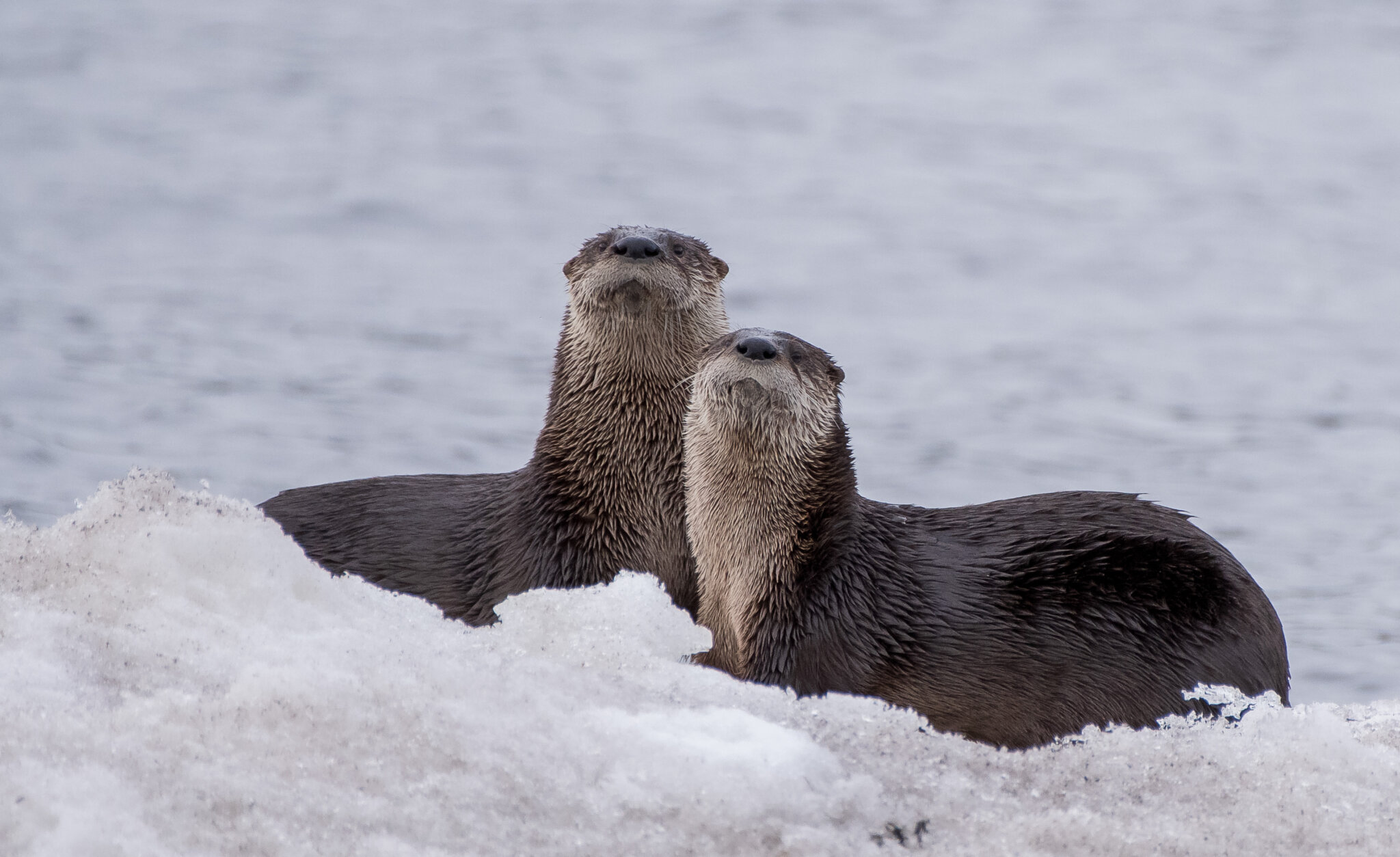 Des airs de printemps - Baleines en direct