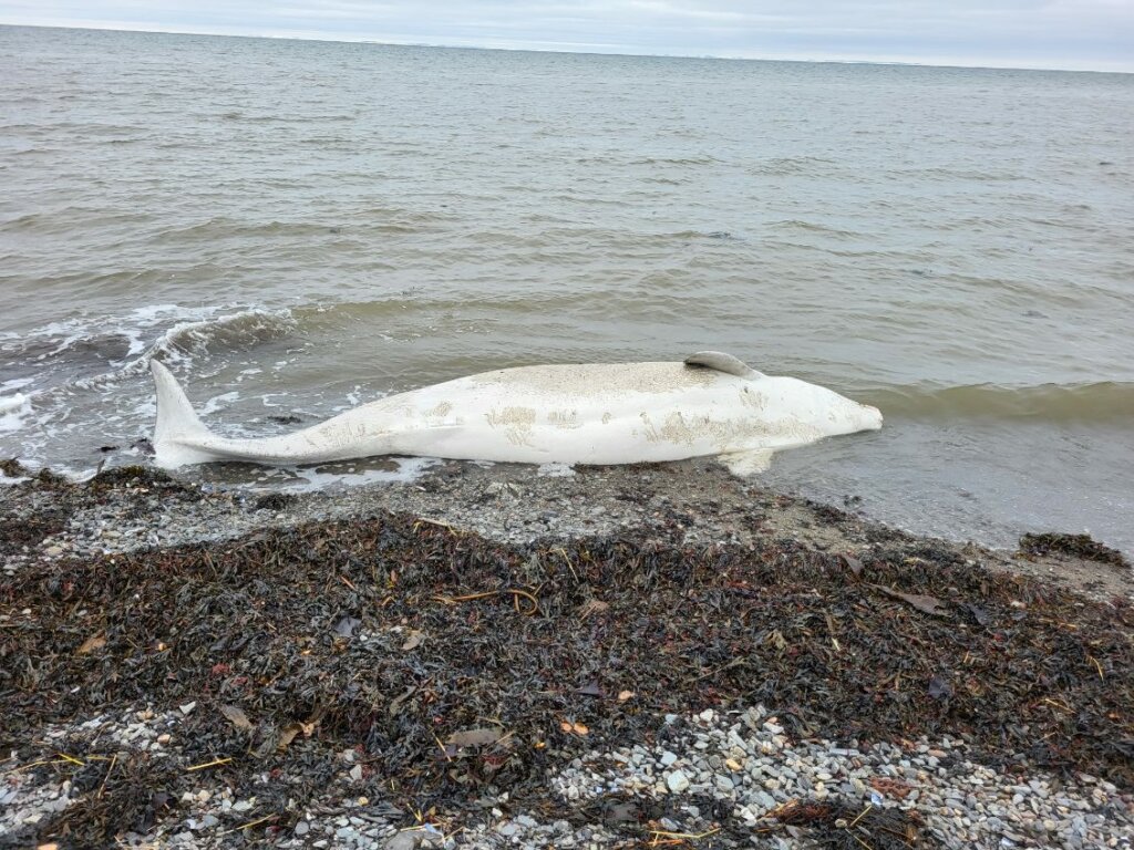 2023 Beluga Mortality Assessment: The Trend Continues - Baleines en direct
