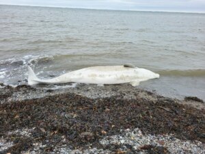 The Nepisiguit River beluga... off Prince Edward Island - Baleines en ...