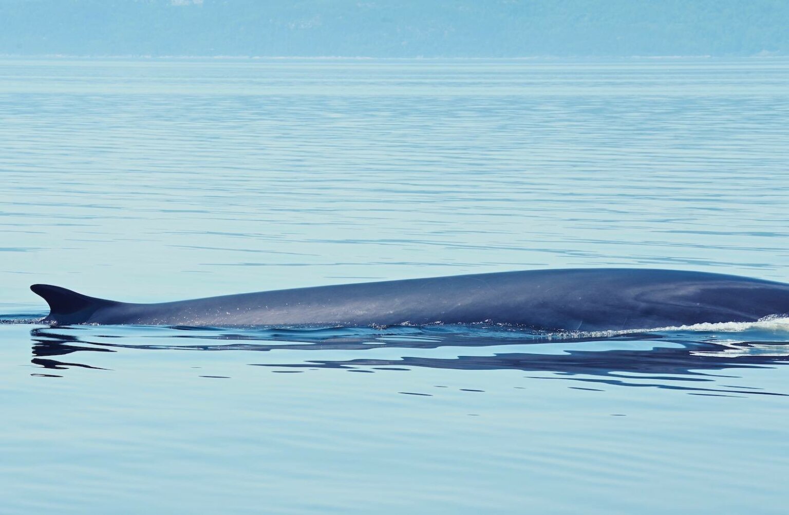 Concert of Sea Canaries - Baleines en direct