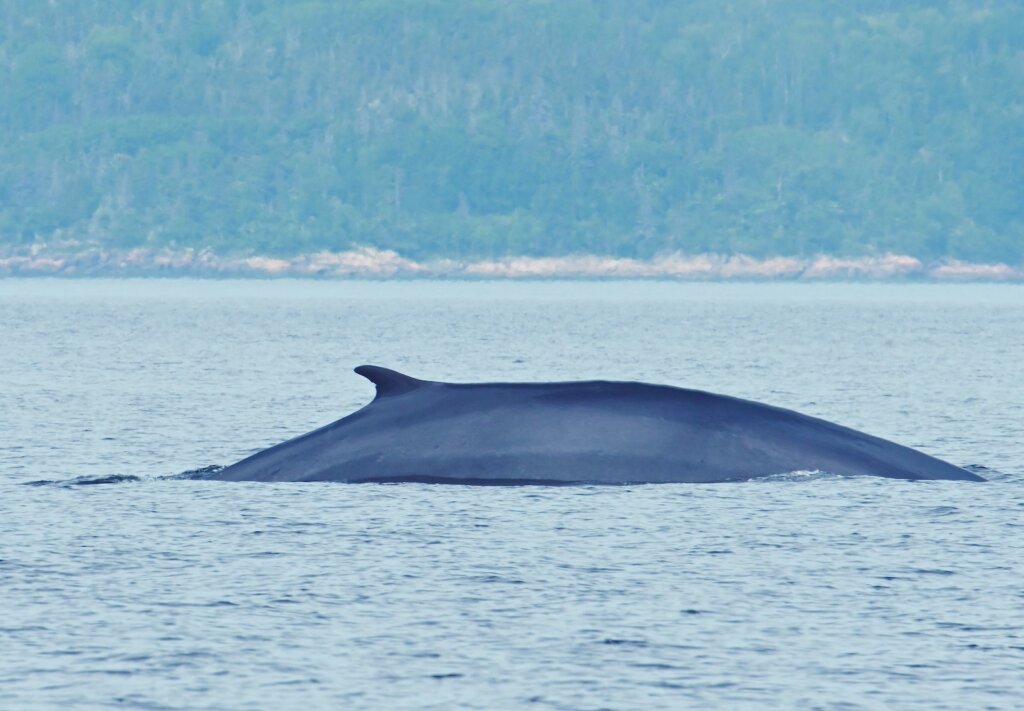 Un rorqual hybride dans le Saint-Laurent? - Baleines en direct