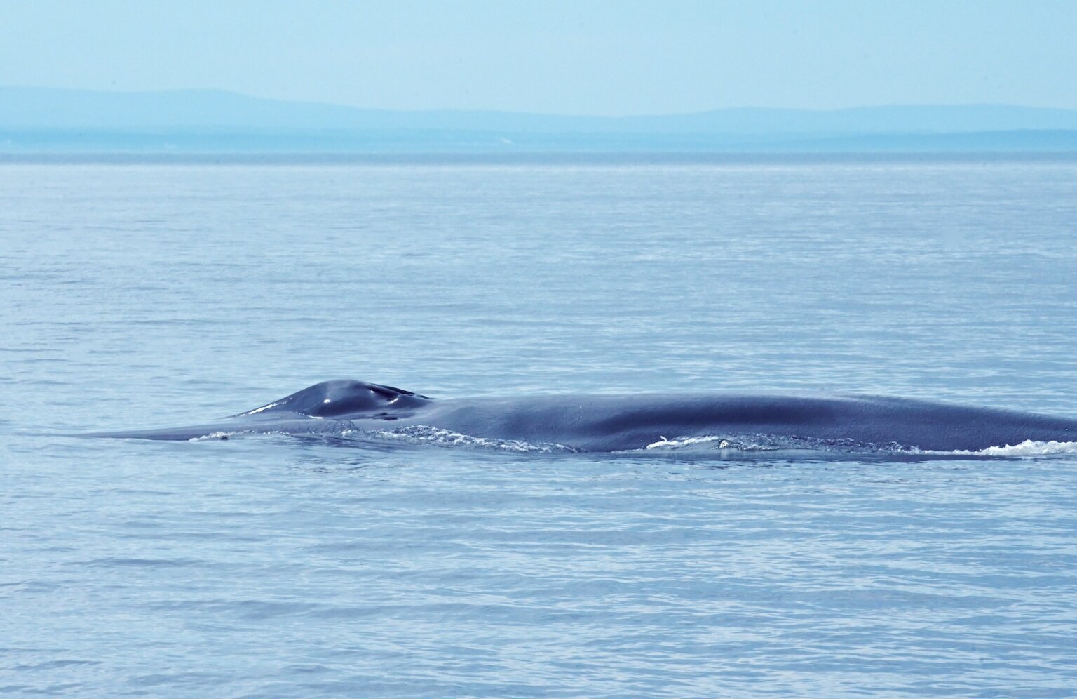 First Hybrid Rorqual in the St. Lawrence - Baleines en direct