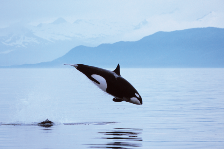 Orcas and their ecotypes - Baleines en direct