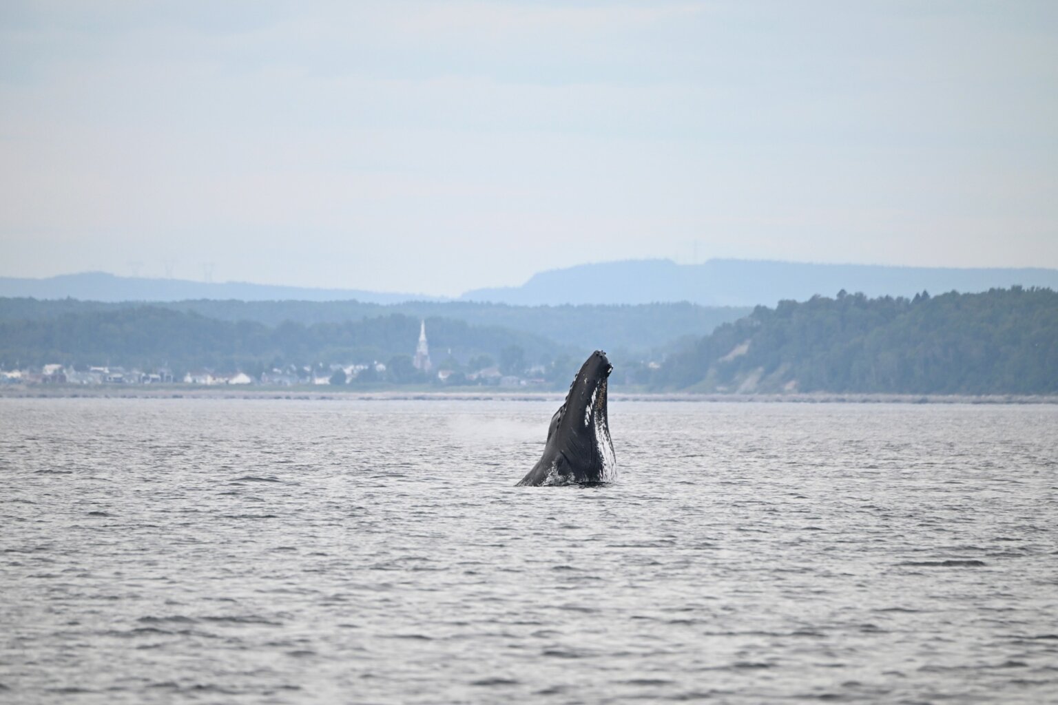 Concert of Sea Canaries - Baleines en direct