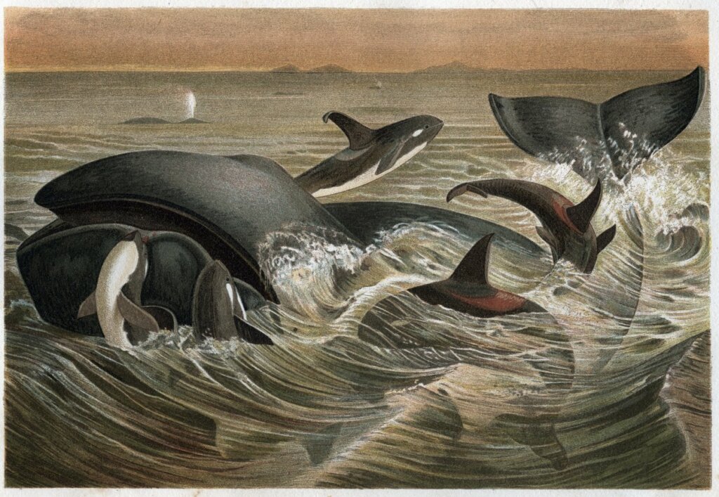 How can whales sleep in the water without drowning? - Baleines en direct