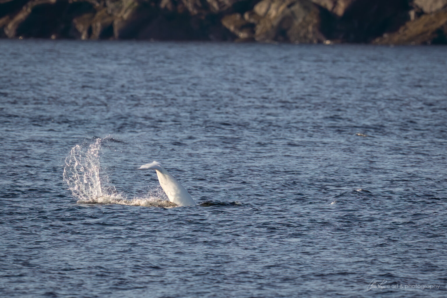 Concert of Sea Canaries - Baleines en direct