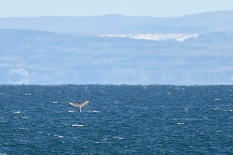 Why are whales important? Why should we protect them? - Baleines en direct
