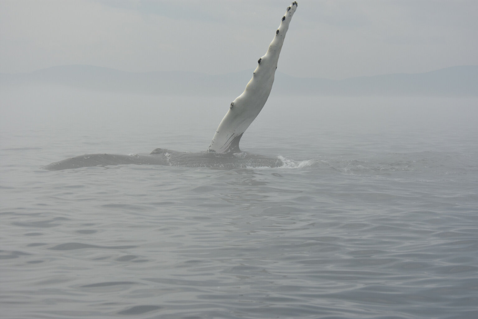 The Whale Sanctuary Project: Helping Captive Cetaceans - Baleines en direct