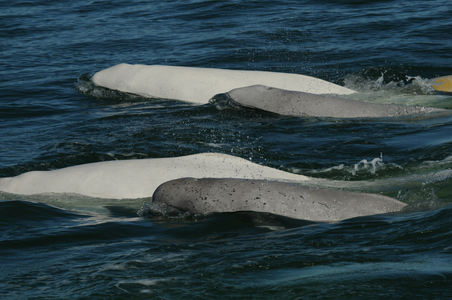 What does a blue whale use its tongue for? - Baleines en direct