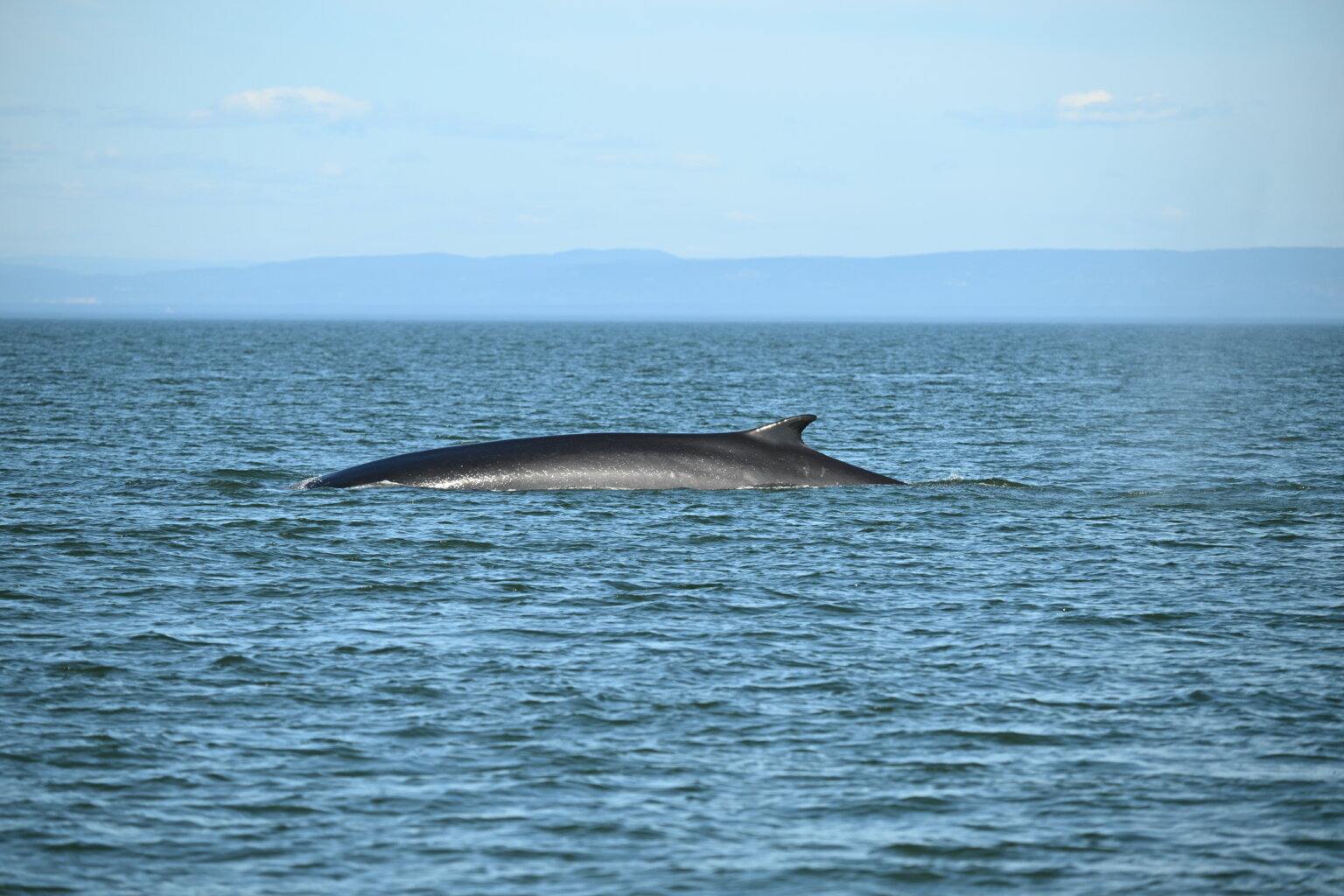 Rice’s Whale: Newly Discovered and Already on the Brink of Extinction ...