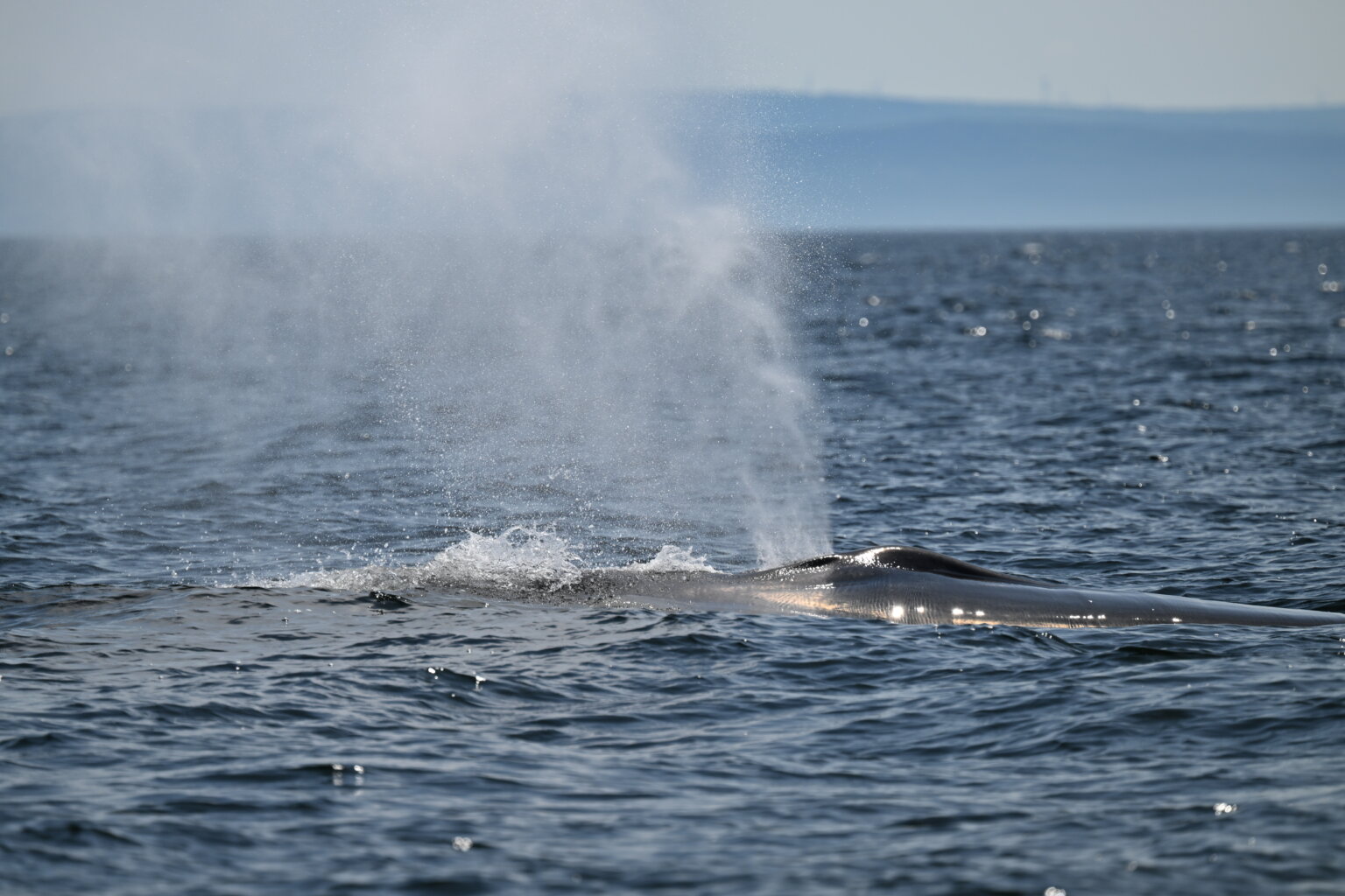 The Whale Sanctuary Project: Helping Captive Cetaceans - Baleines en direct