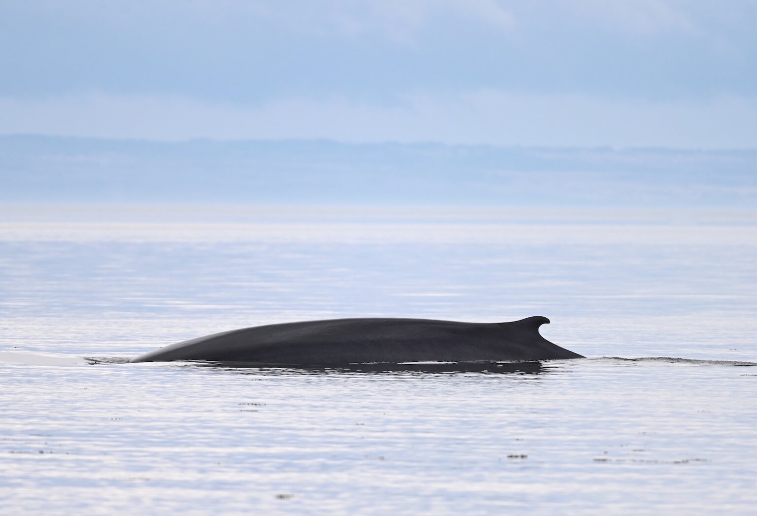 Reproduction - Baleines en direct